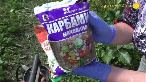 Полезный и простой совет, как избавиться от парши на яблоне и ...