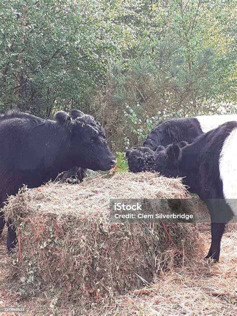 Sekelompok Sapi Makan Jerami Foto Stok Unduh Gambar Sekarang Alam