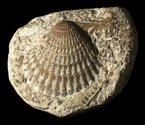 Pelecypods Fossils
