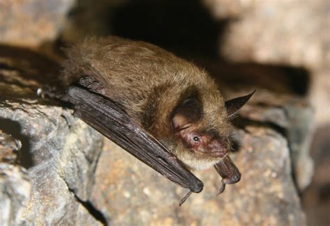 Cute Little Brown Bat