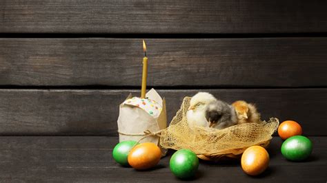 어두운 나무 배경에 작은 병아리 부활절 케이크와 색깔의 계란 부활절 카드 0명에 대한 스톡 사진 및 기타 이미지 0명 다중 색상 달걀 Istock