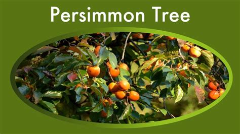 Persimmon Tree Identification Grow Zones And Care