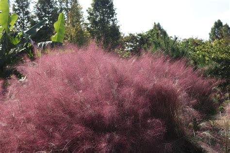 Plant Guide Cotton Candy Ornamental Grass ~ Bees And Roses