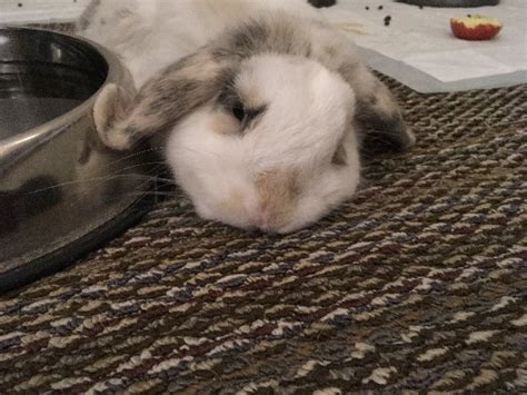 How Can I Update To Python 37 Forums Pythonanywhere