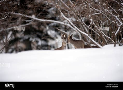 Roe Deer In Winter Capreolus Capreolus In Velvet Male And Female