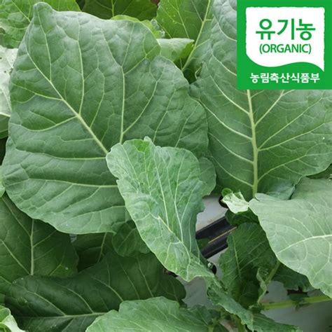 담양 유기농 즙용 케일 1kg 녹즙용 주스용 쥬스용