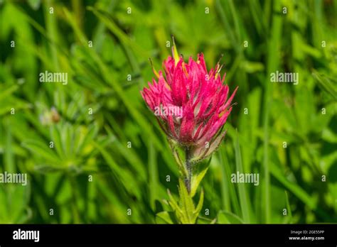 Magenta Paintbrush Castilleja Parviflora Along The Skyline Trail At