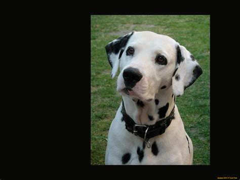 Обои Животные Собаки обои для рабочего стола фотографии животные собаки Обои для рабочего