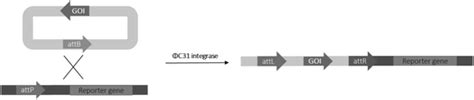 Site Specific Recombination System By Φc31 System Recombination