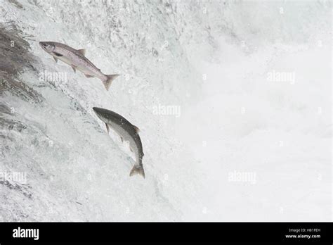 Sockeye Salmon Oncorhynchus Nerka Pair Jumping Up Waterfall Brooks