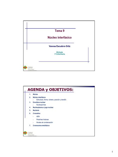 Tema 9 Núcleo Interfásico Pdf Nucleo Celular Cromatina