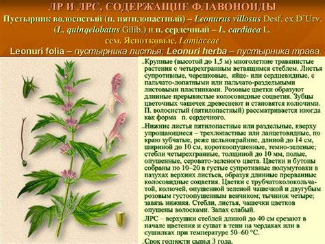 Флавоноиды. Лекарственные растения и лекарственное растительное сырье ...