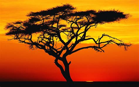 African Tree Landscapes