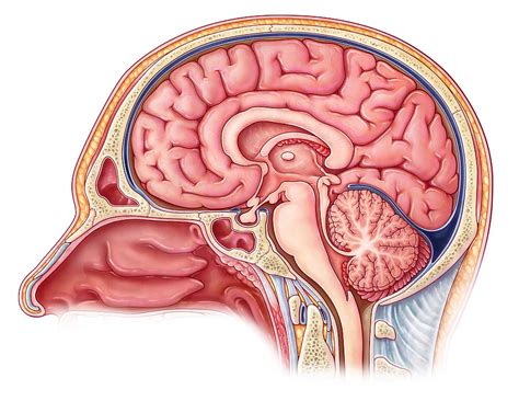 Midsagittal Brain Illustration Photograph By Evan Oto Fine Art America