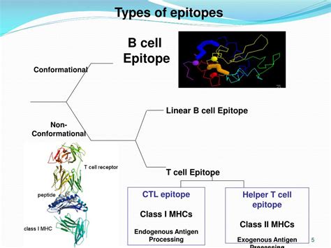 Ppt Prediction Of Linear And Conformational B Cell Epitopes
