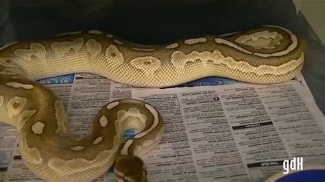 Ball Python Collection Update March 2015 Ovulation Youtube