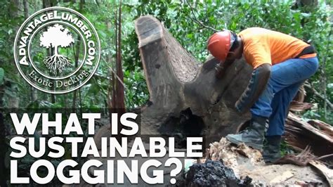 What Is Sustainable Logging The Benefits Of Well Managed Forestry To