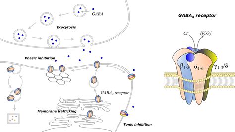 Gaba Receptor