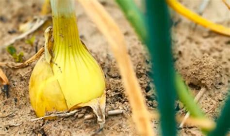 Що можна посадити у грудні на городі корисні поради для садівників