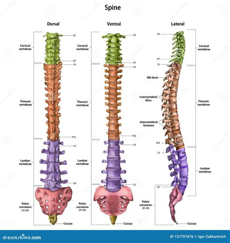 Spine Anatomy Human Body Royalty Free Cartoon 42168551