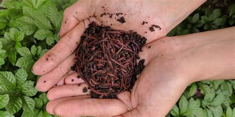 Making A Vermicomposting Pit In Your Own Home Hungrygarden