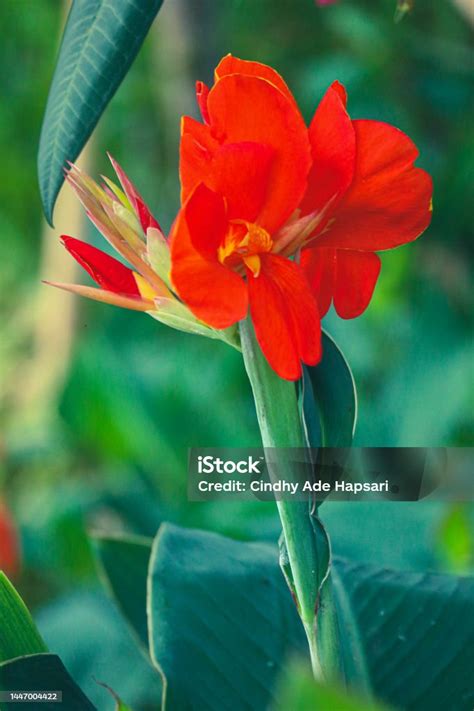 Canna Indica Atau Biasa Dikenal Dengan Bunga Ganyong Merah Atau Bunga Tasbih Merupakan Tanaman