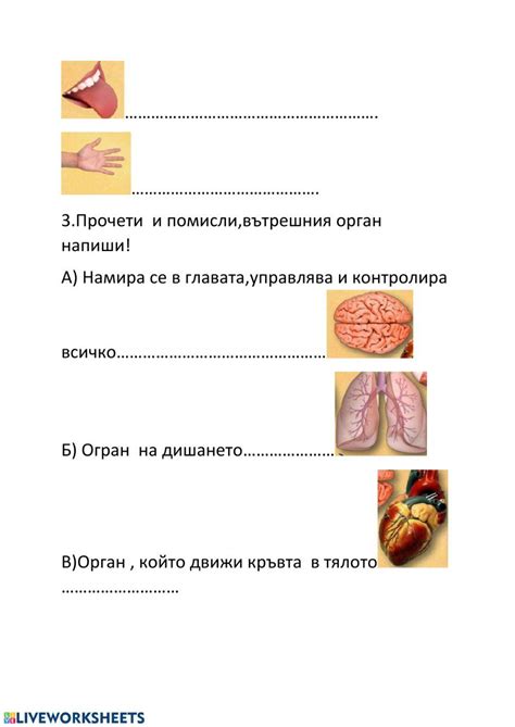 Органи на човешко тяло Worksheet Live Worksheets
