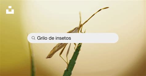 Grilo Inseto Fotos Baixe Imagens Gratuitas Na Unsplash