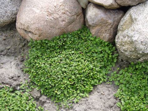 Baumschule Eggert Blütensträucher Baumschulen Heckenpflanzen Fiederpolster Zwerg