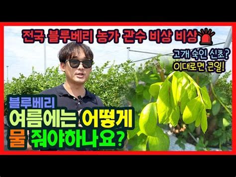 비상 전국 블루베리 농가 관수 비상 고개 숙인 신초 그대로 두면 큰일입니다 블루베리 여름철 물 관리 YouTube