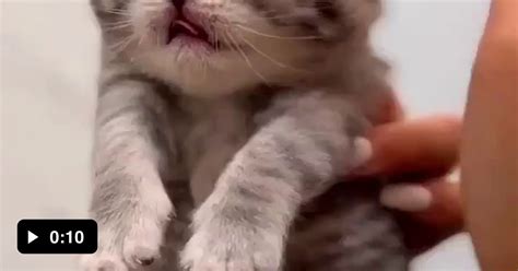 Hes Getting Soo Sleepy Gag