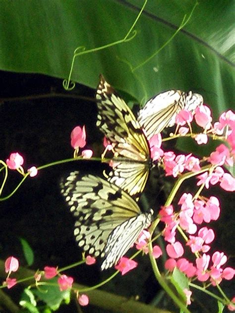 Butterfly Cherry Blossoms By Persephine On Deviantart