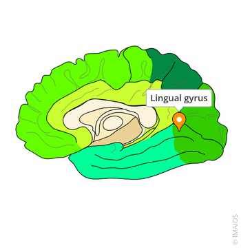 Lingual Gyrus E Anatomy Imaios