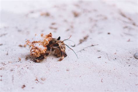 Hermit Crab Leaving Its Shell Hermit