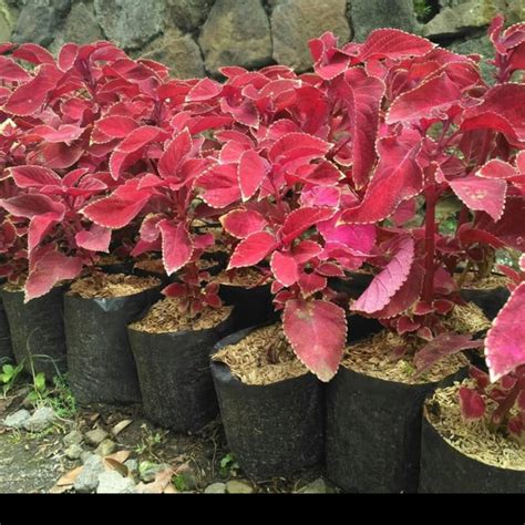 Tanaman Hias Miana Merahpohon Miana Api Lazada Indonesia