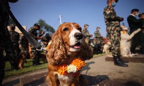 आज कुकुर तिहार भिडिओ Nepal Press