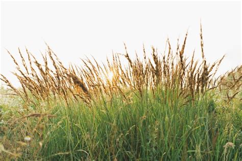 Premium Photo Ornamental Grasses Beautiful Karl Foerster Feather Reed