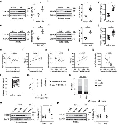 Fndc4 通过促进雄性小鼠 Hif1α 依赖性心肌细胞存活和血管生成来减轻心肌缺血 再灌注损伤 Nature Communications X Mol