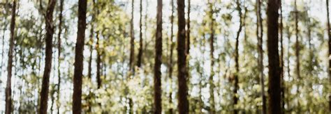 Binary Trees In Swift A Simple Data Structure By Steven Curtis