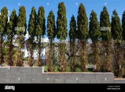 Thuja Arborvitae Branches And Needles Eaten By Deer In The Winter