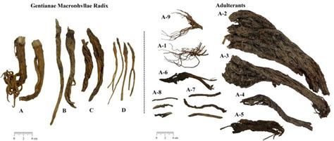 Gentianae Macrophyllae Radix And The Adulterants A Gentiana Download Scientific Diagram