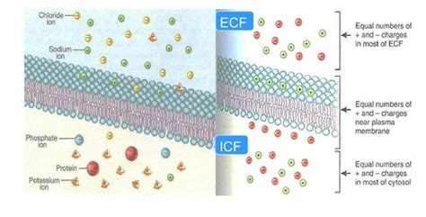 Pl1 Membrane And Action Potentials Synaptic Transmission Flashcards