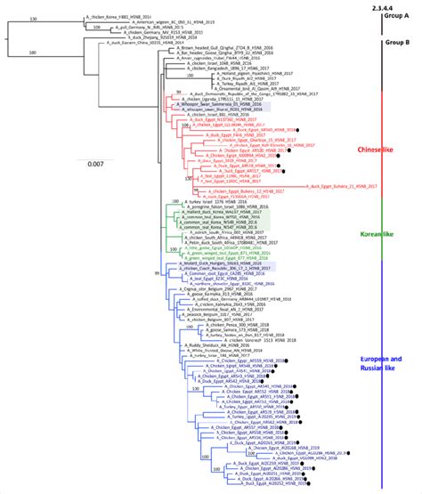 Phylogenetic Analysis Of The Hemagglutinin Segments Of Reassortant