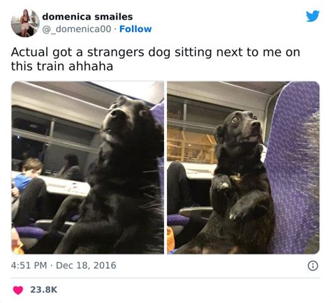 This Facebook Page Is All About Relatable Dog Memes Here Are 50 Of The