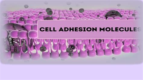 Cell Adhesion Moleculespptx Pptx