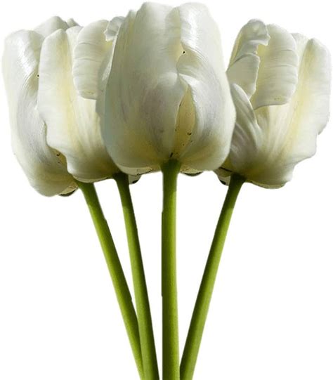 Ramo De Tulipanes Blancos