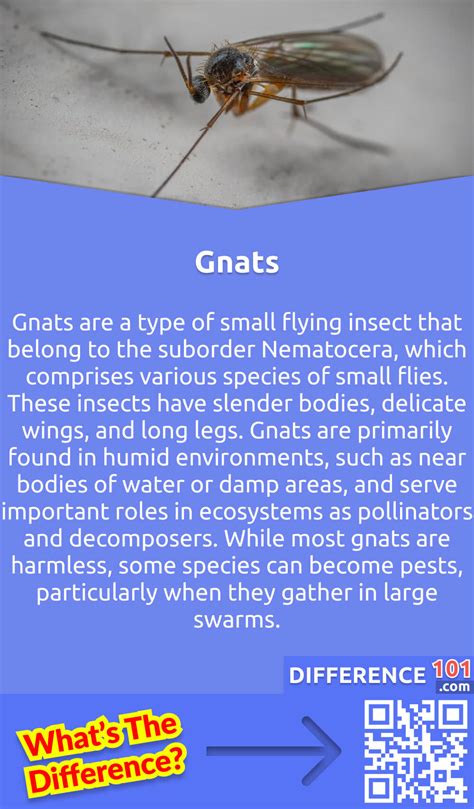 Fleas Vs Gnats Key Differences Pros Cons Similarities Difference