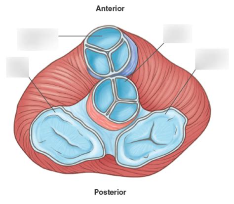 Diagram Heart Valves Diagram Quizlet