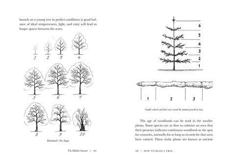 Buy How To Read A Tree Clues And Patterns From Bark To Leaves The