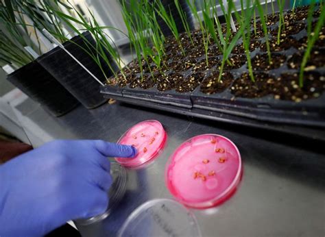 Us Says Bioceres Genetically Modified Wheat Safe To Grow